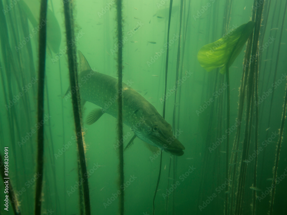 Adventurous picture of wild pike in nature habitat. Huge water volume ...