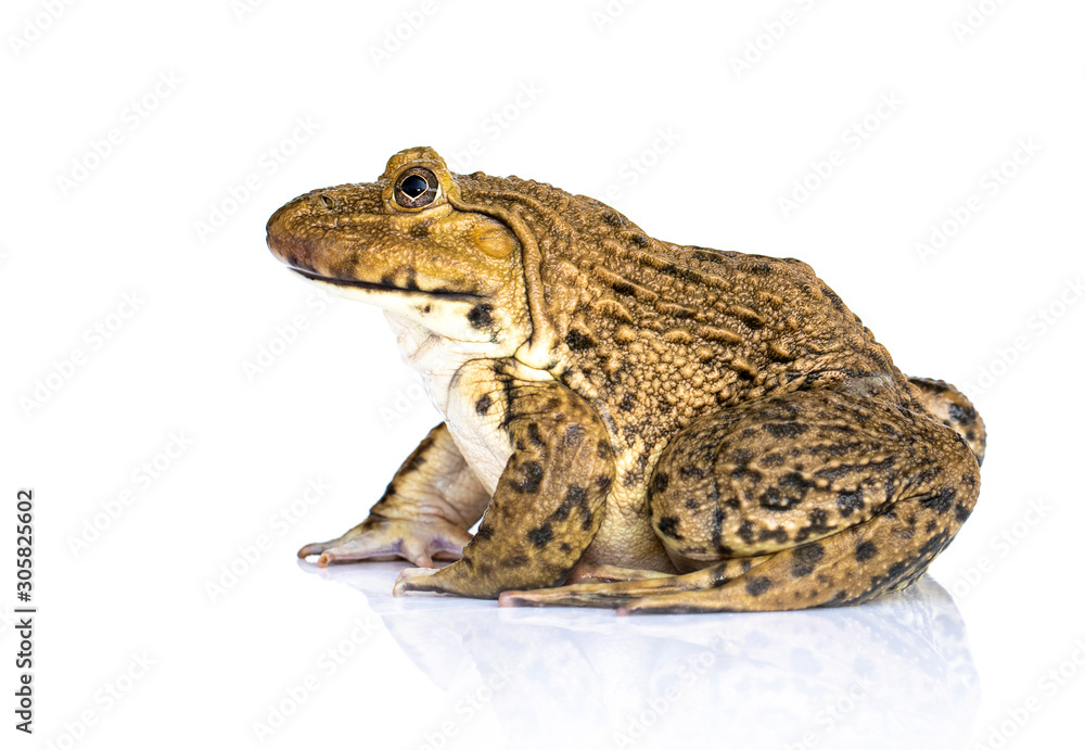 Image of Chinese edible frog, East Asian bullfrog, Taiwanese frog ...
