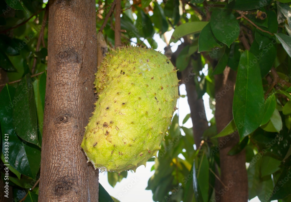 Graviola Tree Indian Name