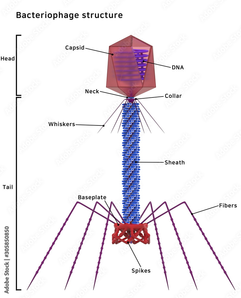 Bacteriophage Structure Labeled