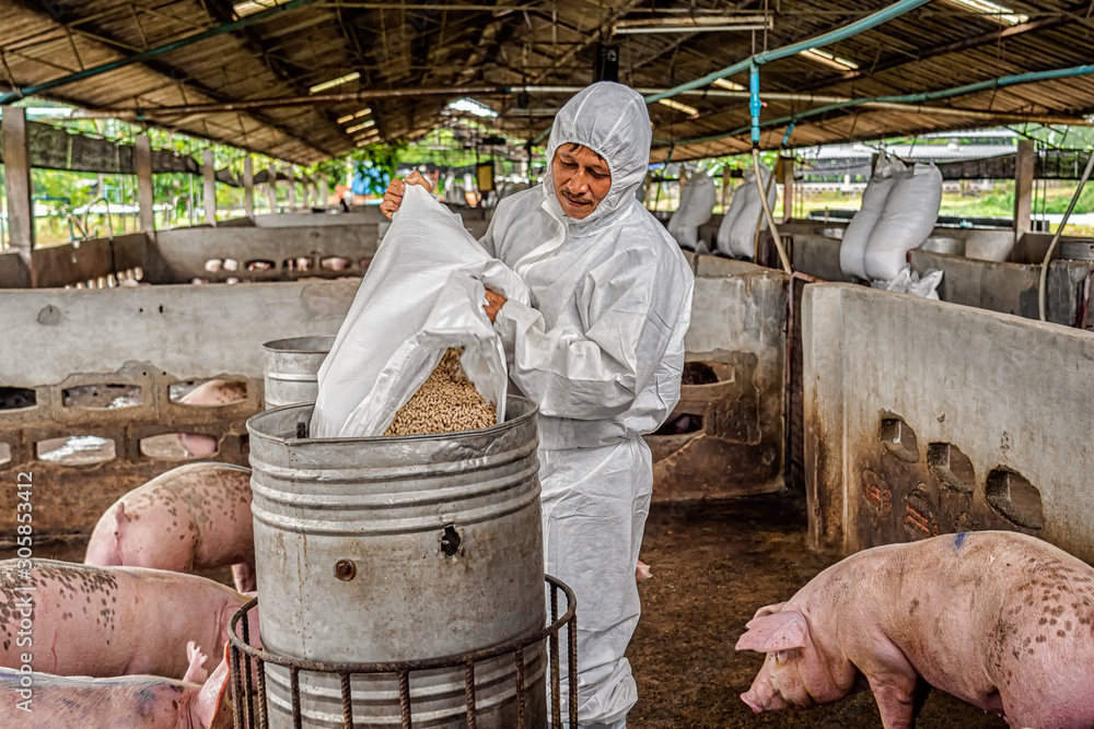 Asian veterinarian working and feeding the pig in hog farms, animal and ...