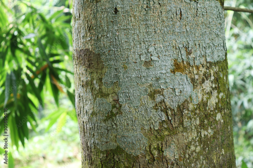 Eucalyptus tree. The body of the tree. Tree bark texture Stock Photo ...