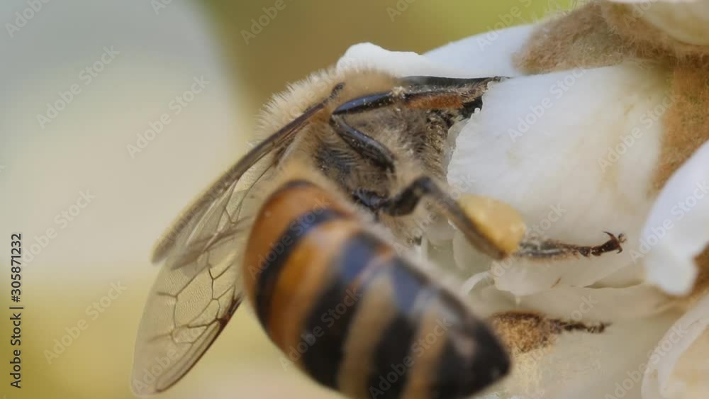 Macro shot of a bee collecting pollen and storing it in it's saddlebags ...