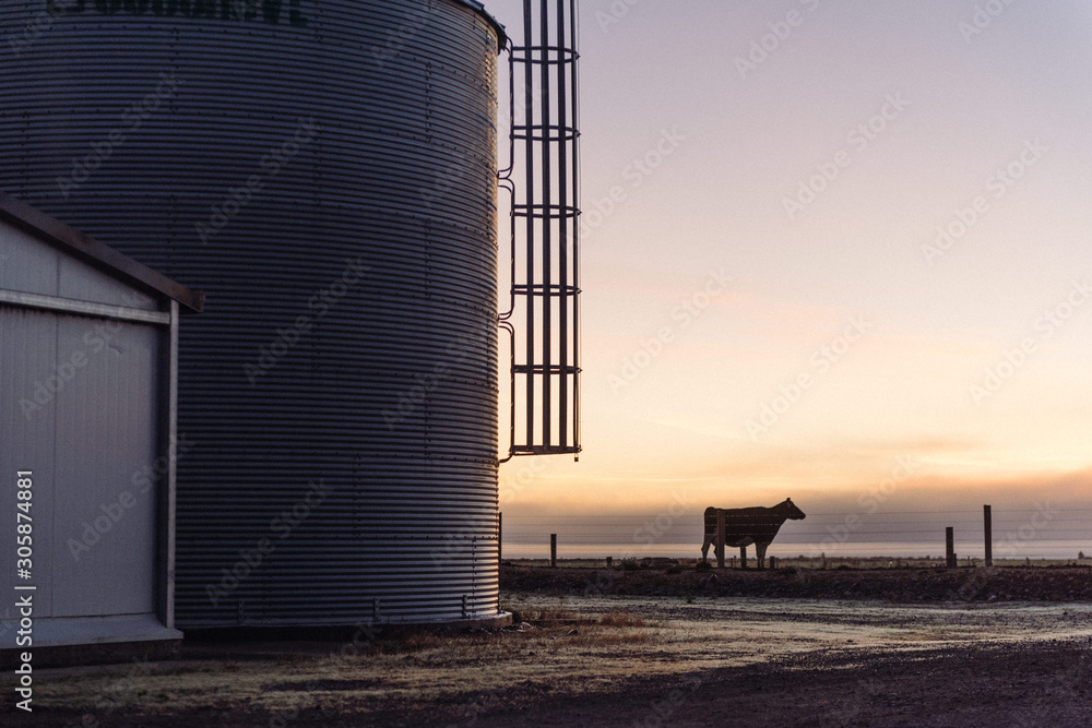 Cow next to grain silo at dawn Stock Photo | Adobe Stock