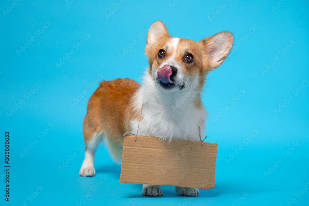 Cute ginger and white corgi stands on the blue background, licking ...