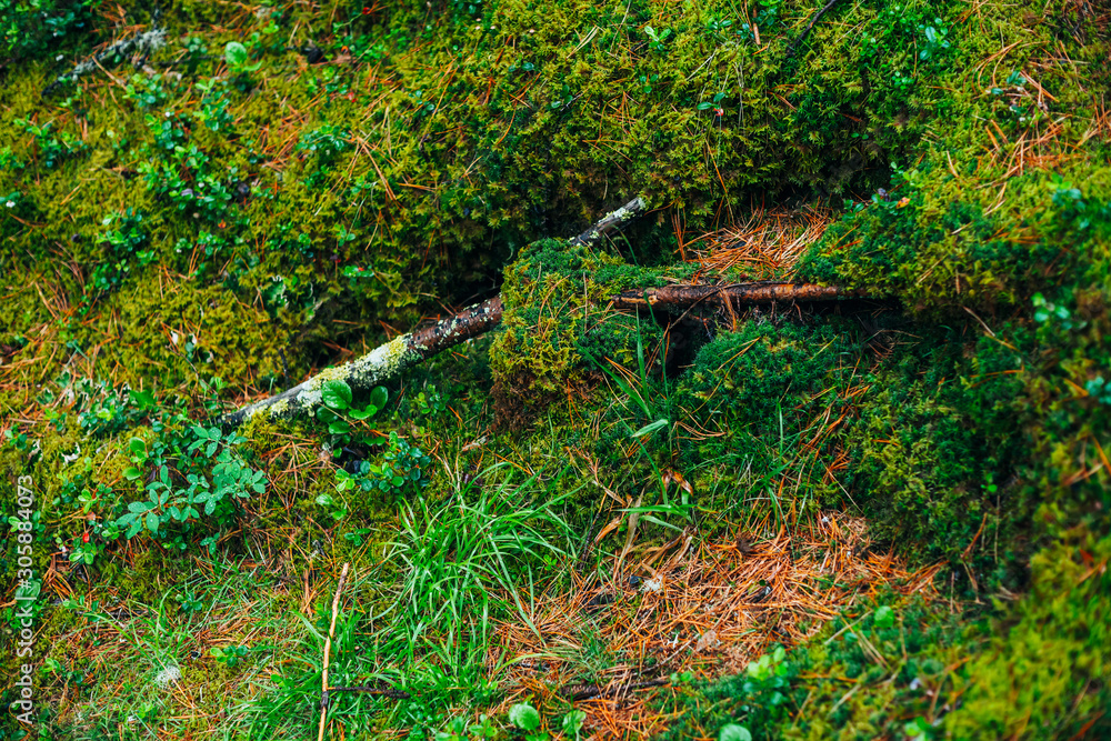 Beautiful taiga background with rich flora on mossy streep slope. Fresh ...