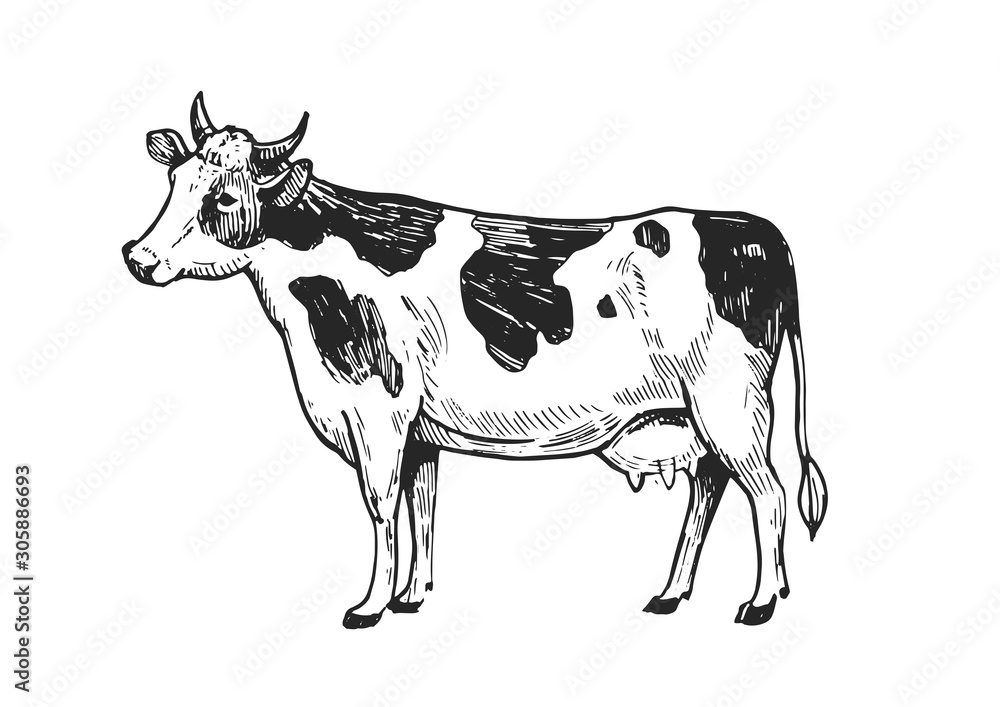 Cow sketch. Hand drawn illustration converted to vector. Isolated on ...