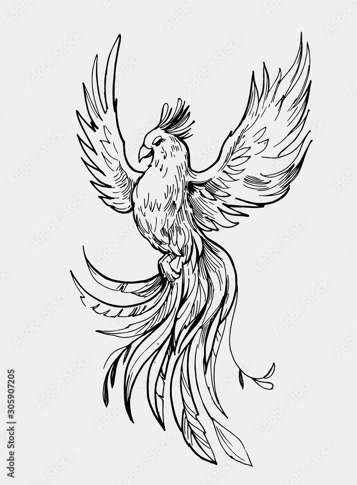 Phoenix. Firebird. Great for print, tattoo sketch. Outline with ...