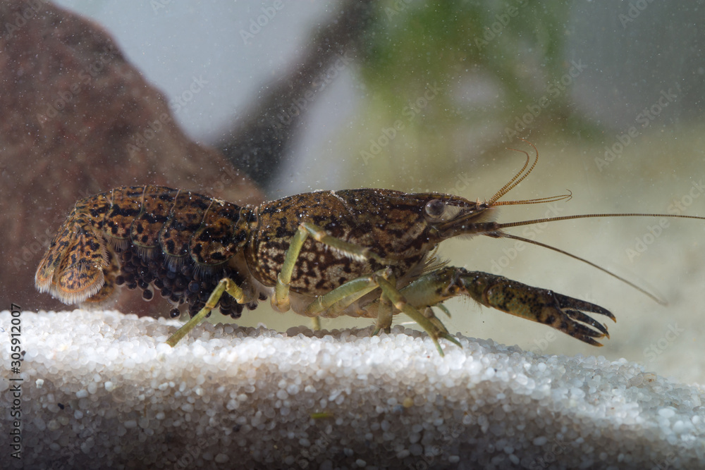 Marbled crayfish, Procambarus fallax forma virginalis Stock Photo ...