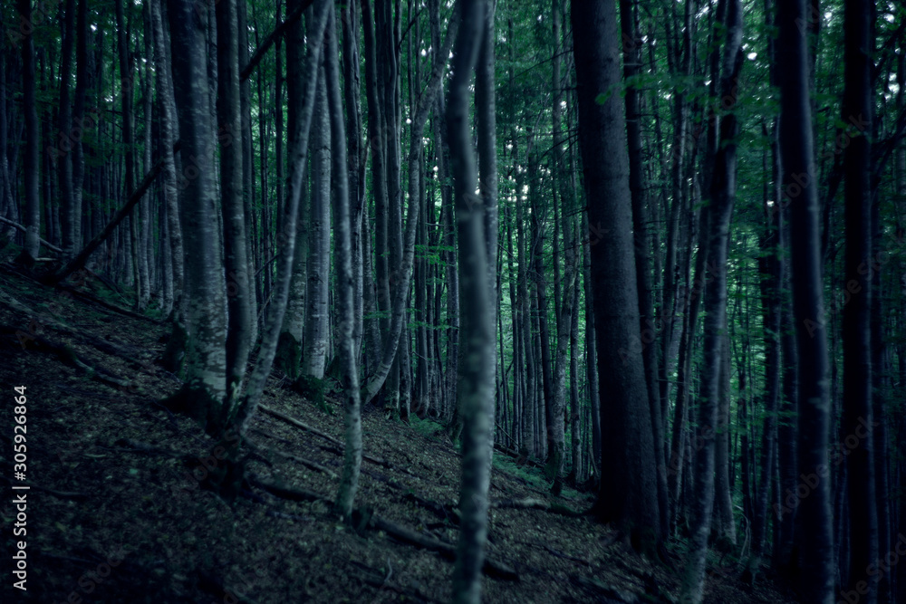 unfocused blue twilight forest scary horror trees scenic environment ...