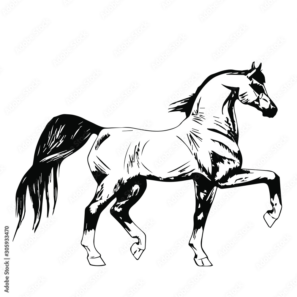 Hand drawn horse vector isolated on a transparent background Stock ...
