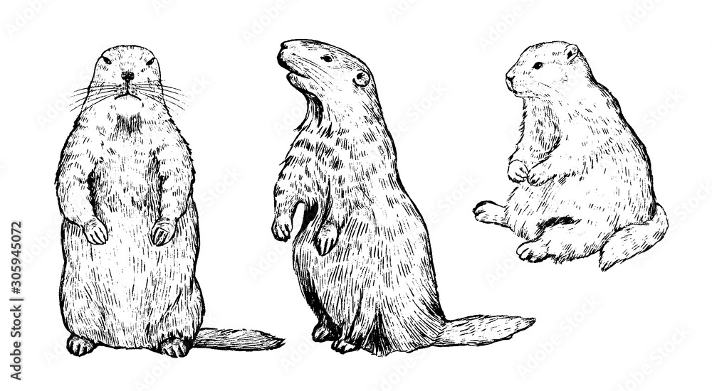 Set of hand drawn vector illustration. Standing straight and sideways ...