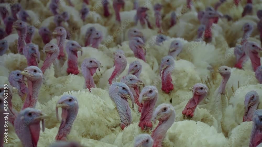 Poultry farm for growing broiler turkeys. Premises at poultry farm for ...