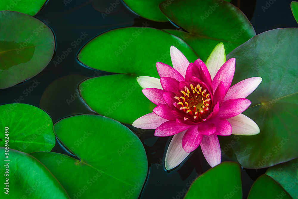 Red Lotus Flower In Water