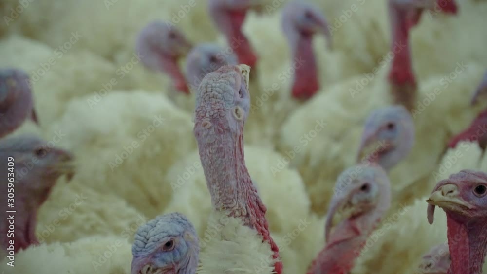 Poultry farm for growing broiler turkeys. Premises at poultry farm for ...