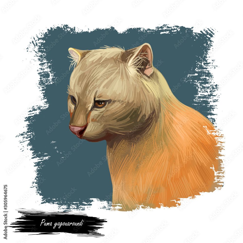 Herpailurus yagouaroundi portrait of animal. Watercolor drawing of Puma ...