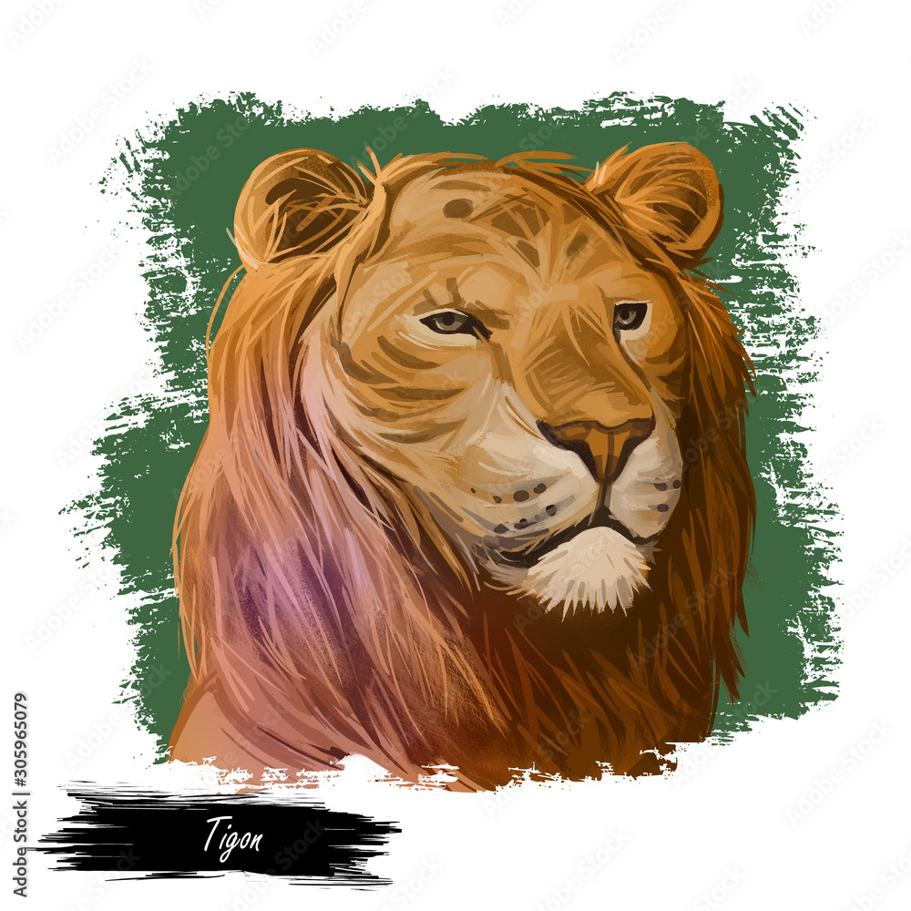 Tigon animal watercolor portrait in closeup. Animalistic drawing of ...