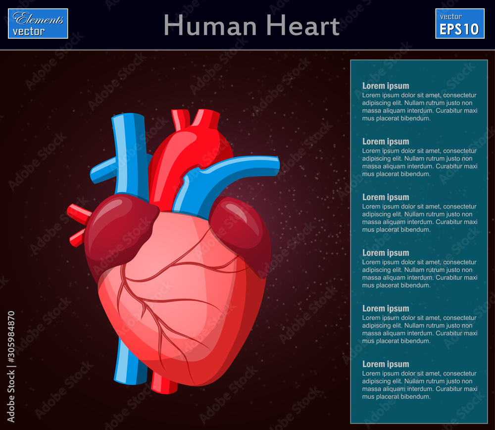 Human heart anatomy vector illustration. Stock Vector | Adobe Stock