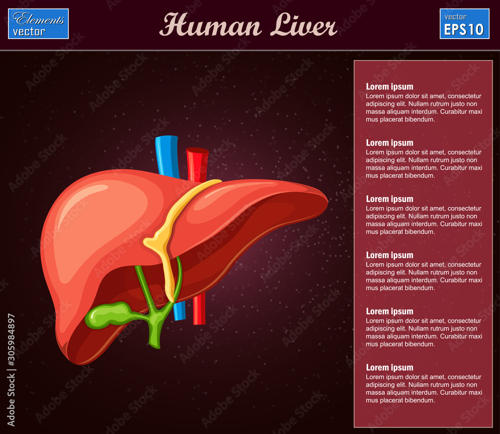 Human Liver anatomy vector illustration. Stock Vector | Adobe Stock