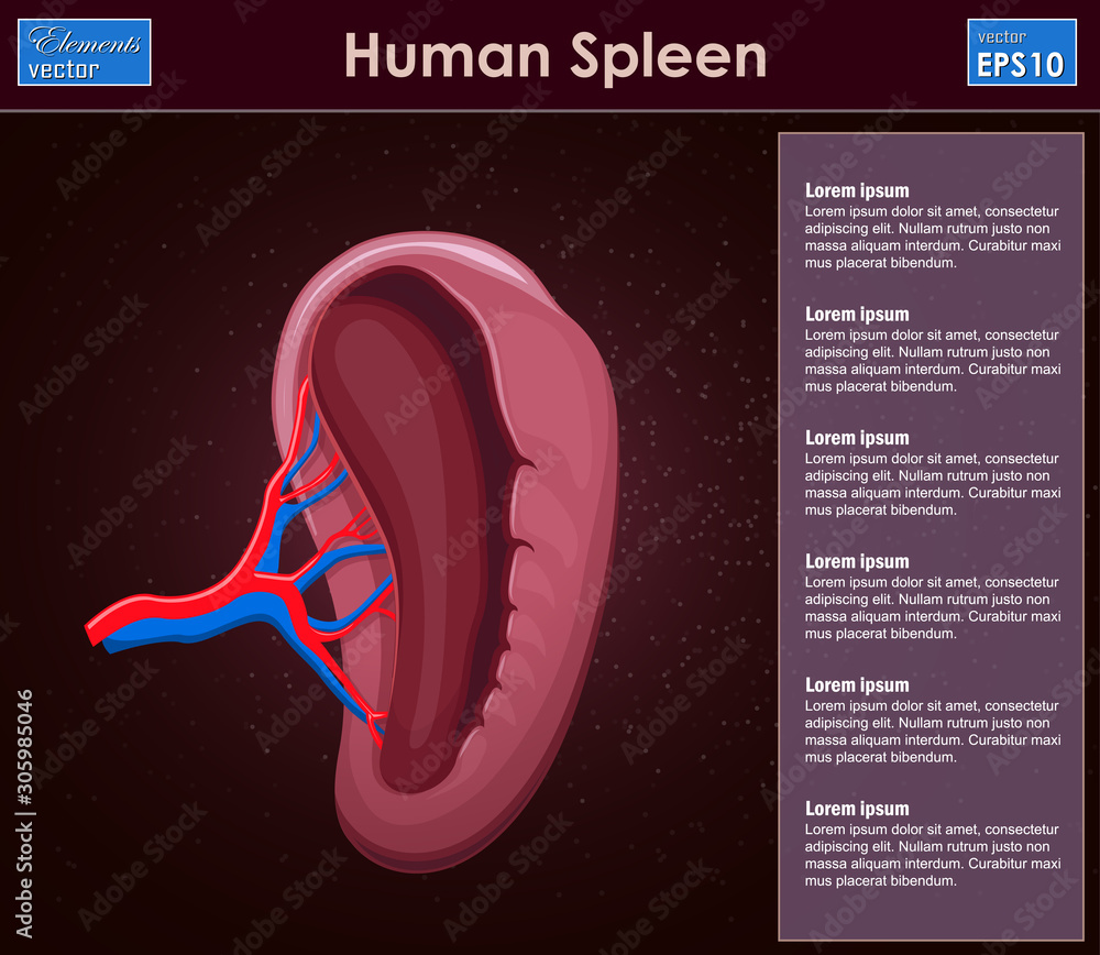 Human Spleen anatomy vector illustration. Stock Vector | Adobe Stock