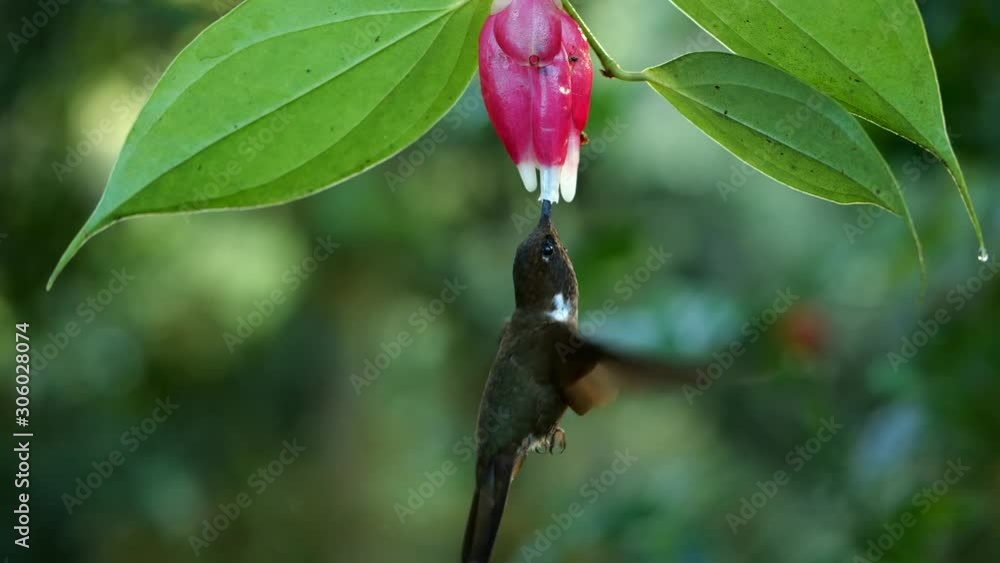 Vidéo Stock Brown Inca (Coeligena wilsoni) hummingbird Drinking nectar ...