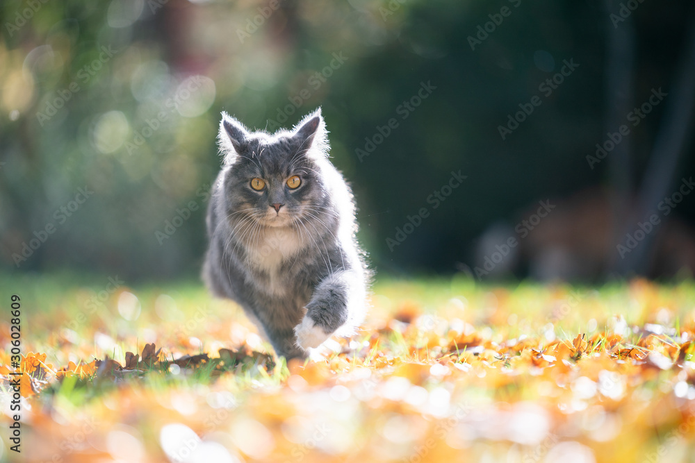 blue tabby maine coon cat prowling outdoors in nature walking on grass ...