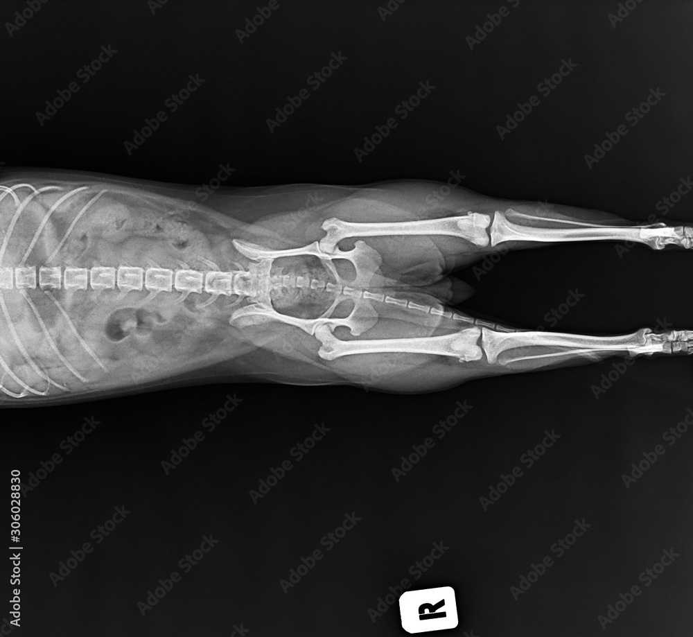 An X-ray photo of the dislocation femur bone and kneecap of a small dog ...