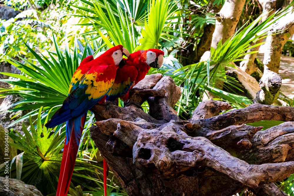 Aves Stock Photo | Adobe Stock