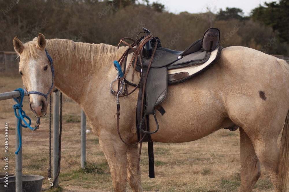 Ranch Horses At Work