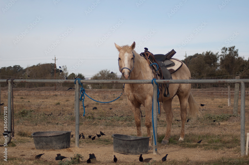 Ranch Horses At Work