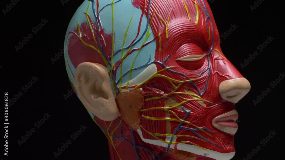 Human head anatomy model rotating. The anatomical internal structure of ...