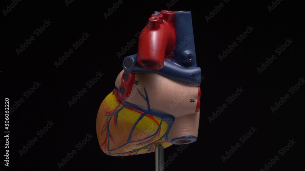 Human heart anatomy model rotating. Human anatomical internal structure ...