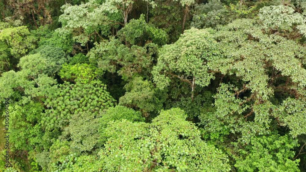 Rising above the crown of a Croton tree in montane rainforest at 1,700m ...
