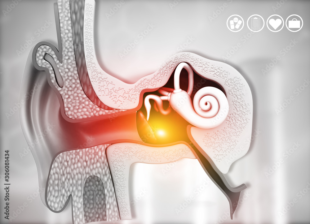 Cross-section of the human ear. 3d illustration. Stock Illustration ...