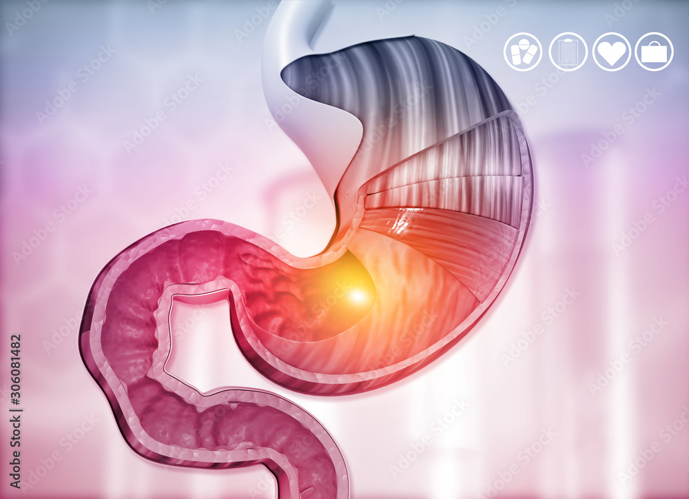 Cross section of human stomach diagram. 3d illustration Stock ...