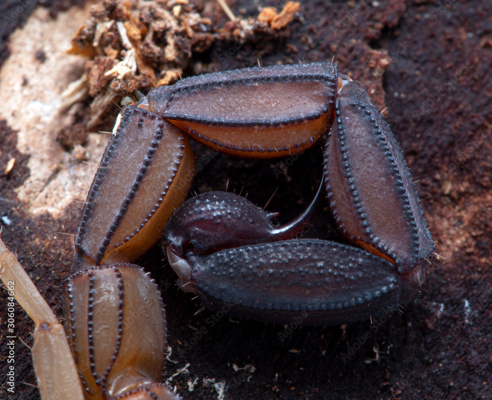 Centruroides Margaritatus