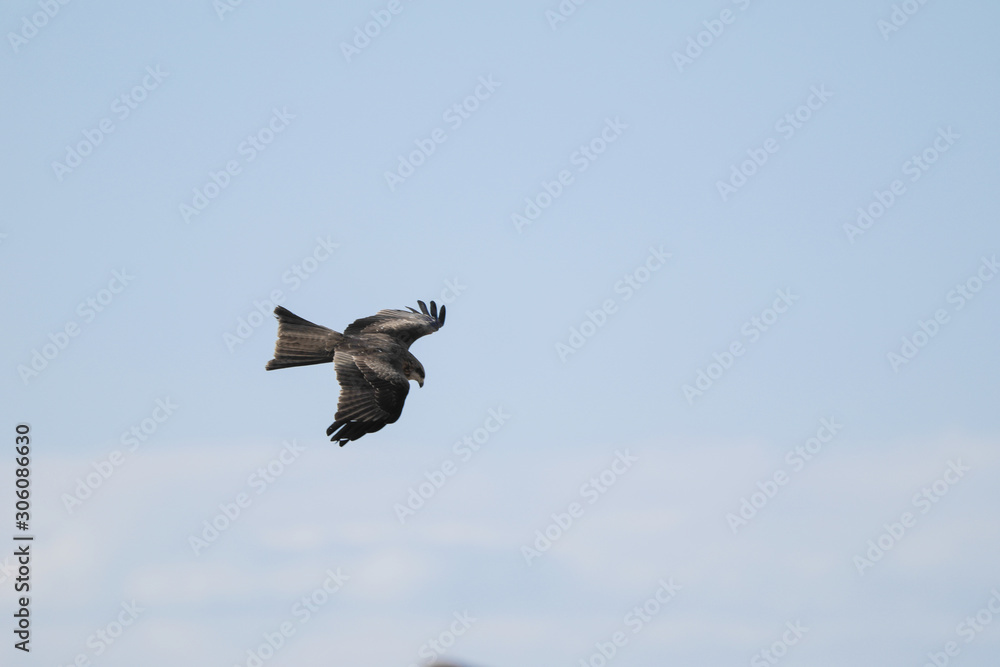 Sapsan in flight. Canyon "Charyn". National Park "Altyn Emel" Stock ...
