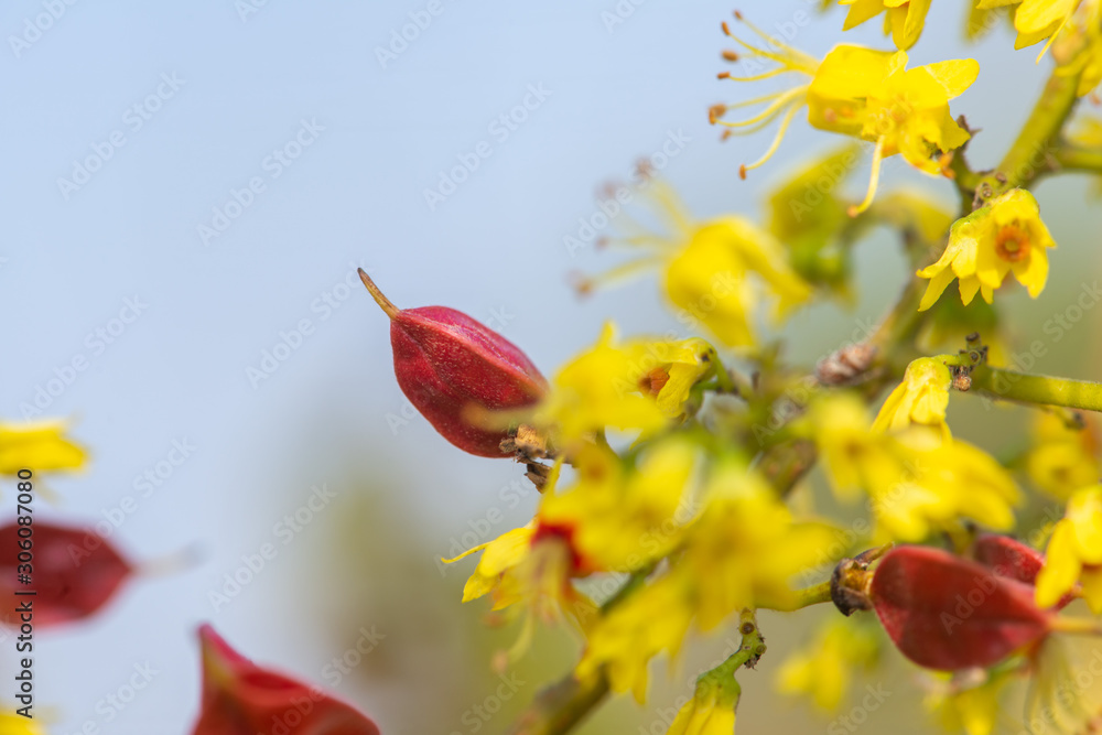 Luan tree in Taiwan, one of the top ten famous trees in the world Stock ...