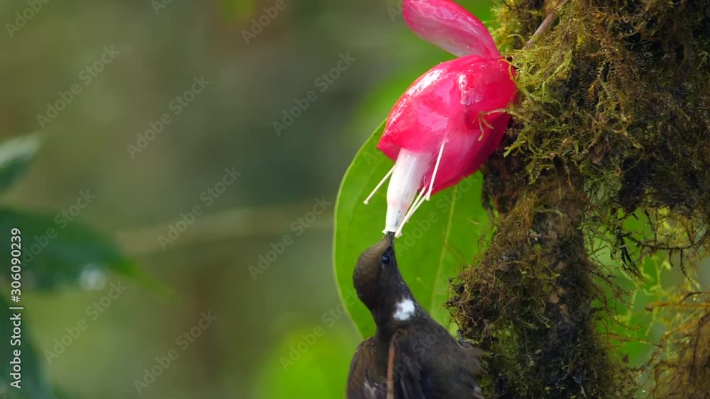 Vidéo Stock Brown Inca (Coeligena wilsoni) hummingbird Drinking nectar ...