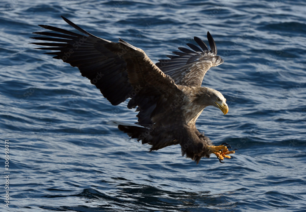 White-tailed eagle in flight, fishing.White-tailed eagle (Haliaeetus ...