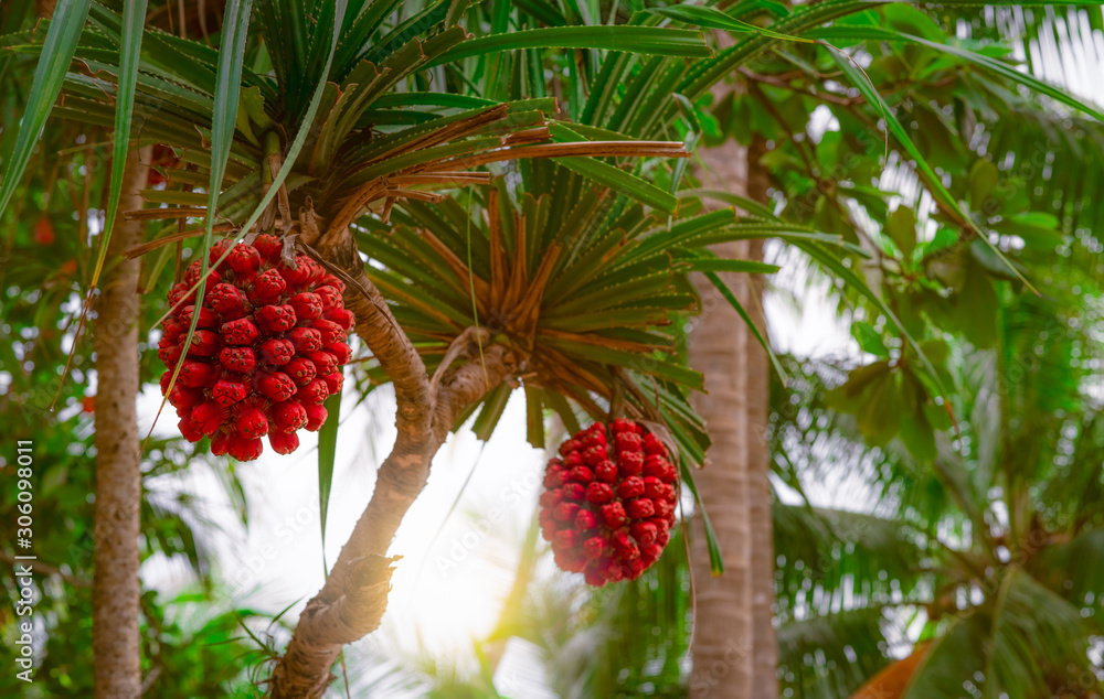 Pandanus tectorius tree with ripe ้hala fruit on blur background of ...