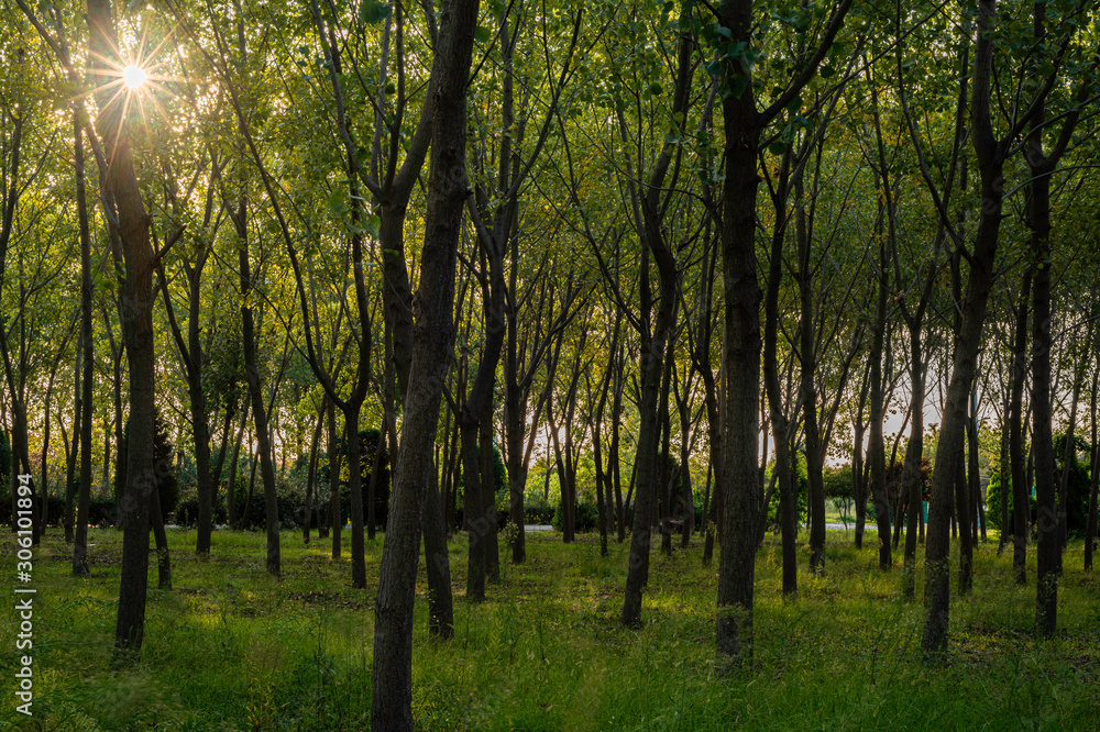 Izmir Inciralti City Forest, view of trees from picnic area. Sunlight ...