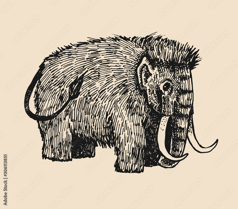 Ink drawn mammoth isolated from background. Ink illustration with ...
