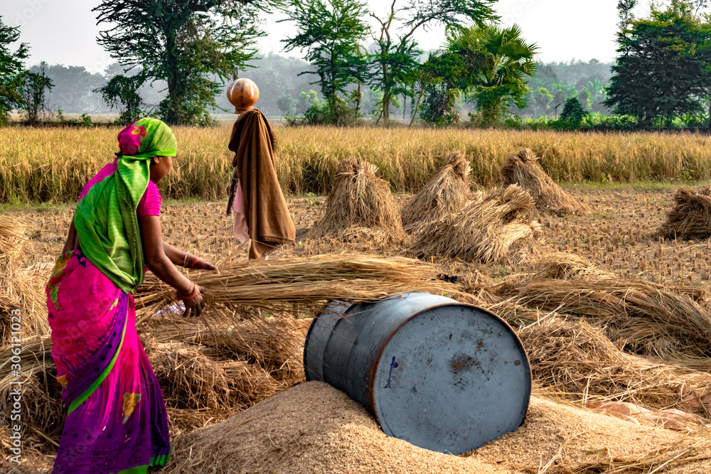 Hard Working Indian Woman Farmer wearing Saree, and working in her ...