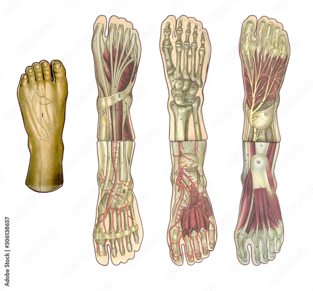 Medicine and healthcare illustrated table, human foot anatomy: skin and ...
