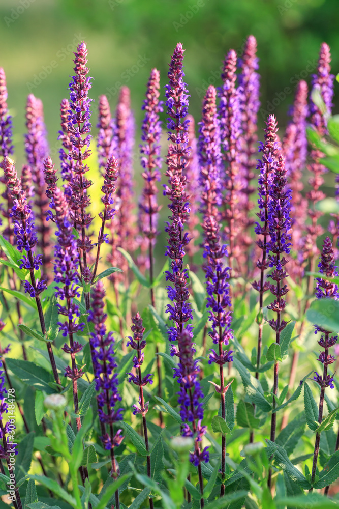 Background or Texture of Salvia nemorosa 'Caradonna' Balkan Clary in a ...