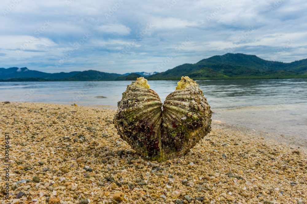 Heart-shaped sea shell on tropical beach in El Nido, Palawan ...