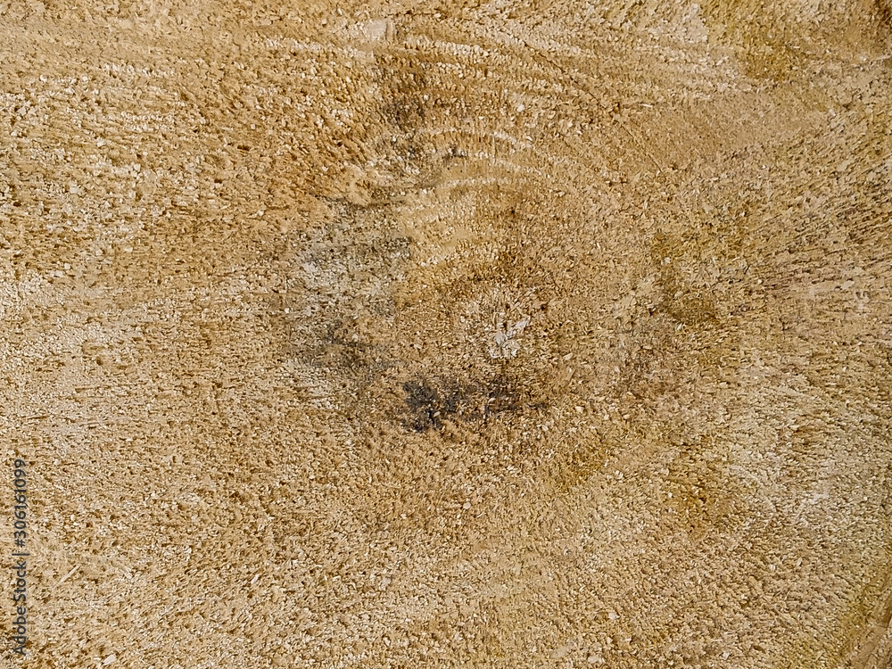 Background and texture. Cross-section of a tree. Stock Photo | Adobe Stock