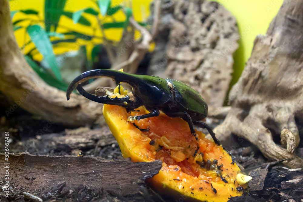 Five-horned rhinoceros beetle (Eupatorus gracilicornis) also known as ...