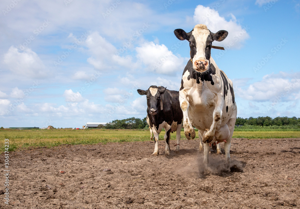 Happy jumping running cows with shaking udder in a sandy part of a ...